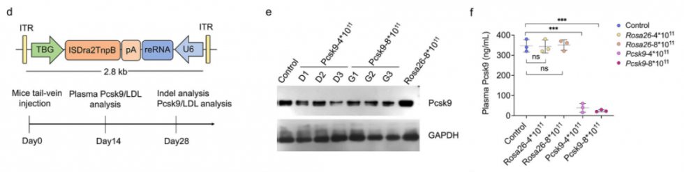 张然/李宁团队证实超小型TnpB系统可实现高效体内基因编辑 – 派真生物