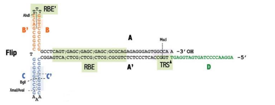 基因治疗产品(AAV载体) CMC开发关键考量–ITR设计 – 派真生物