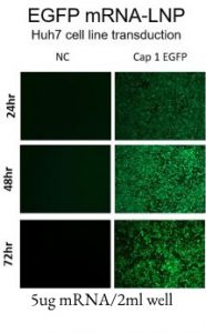 Cap 1 EGFP mRNA-LNP SM-102 | 派真生物