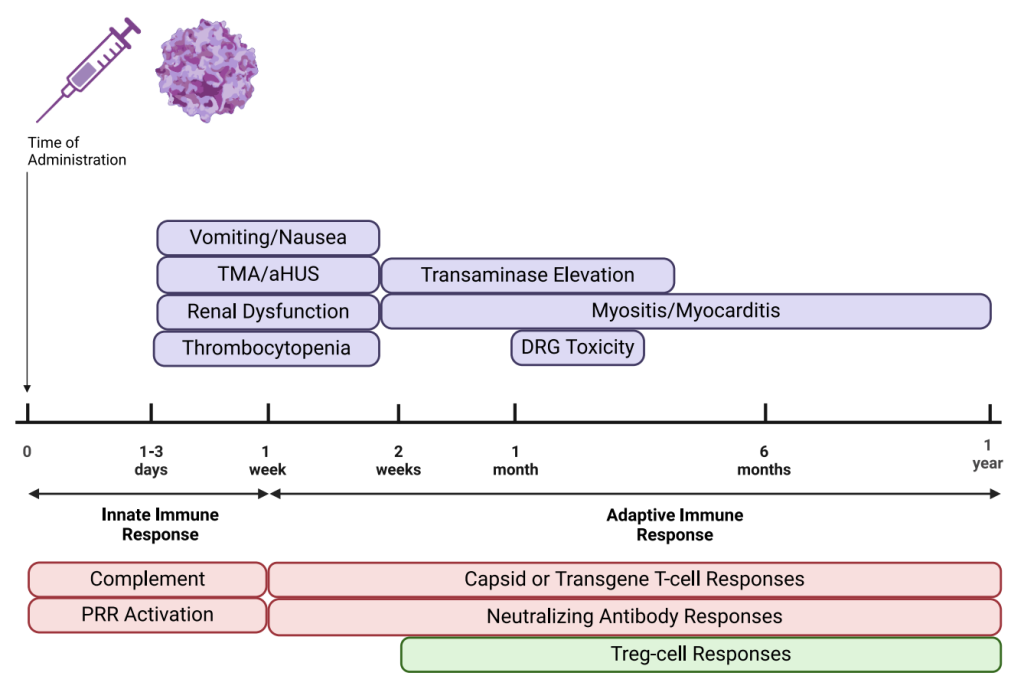Mol Ther | 高光坪团队总结AAV免疫学的复杂性与挑战 – 派真生物