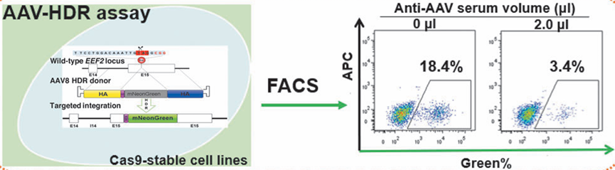 技术干货 AAV中和抗体检测方法全览–原理 流程 应用场景 优缺点 – 派真生物