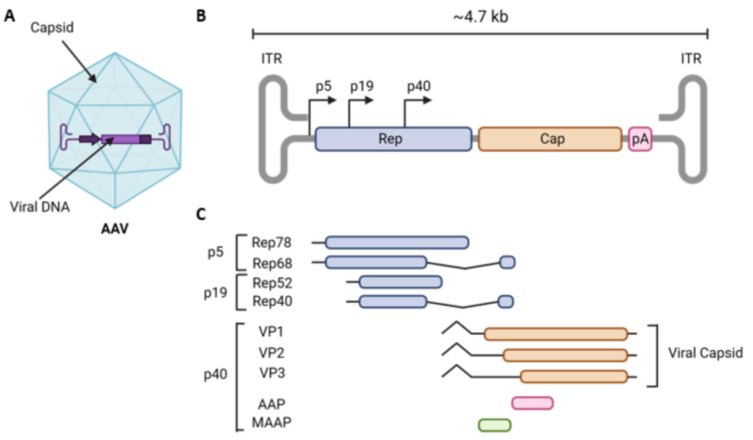 AAV载体进化简史（5）：从“污染物”到临床先锋—AAV 载体 40 年里程碑速览 – 派真生物