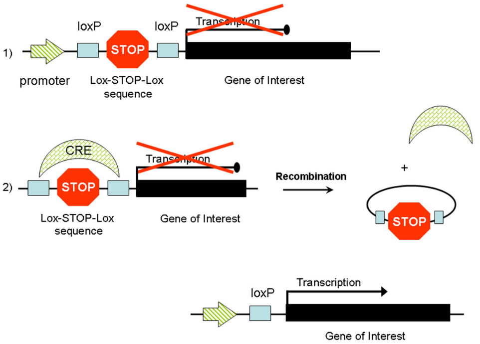 基因剪刀的“遥控开关”：AAV-Cre/LoxP系统 – 派真生物