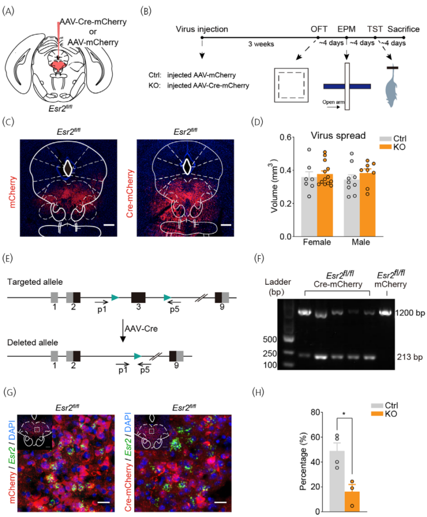 基因剪刀的“遥控开关”：AAV-Cre/LoxP系统 – 派真生物